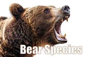 The Different Types of Bears in the World (With Photos) | Ultimate ...