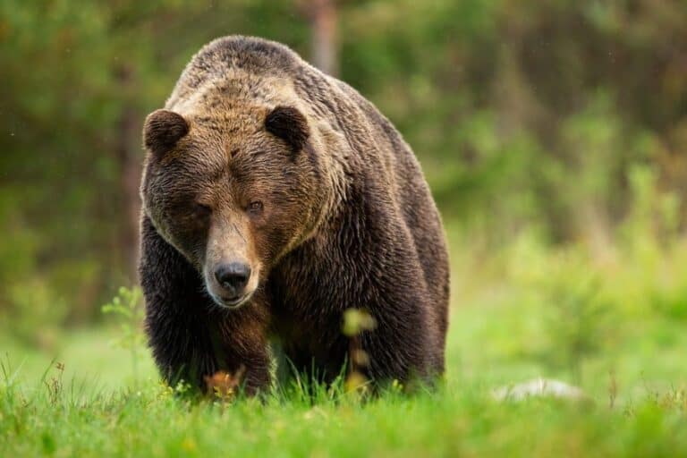 The Different Types of Bears in the World (With Photos) | Ultimate ...