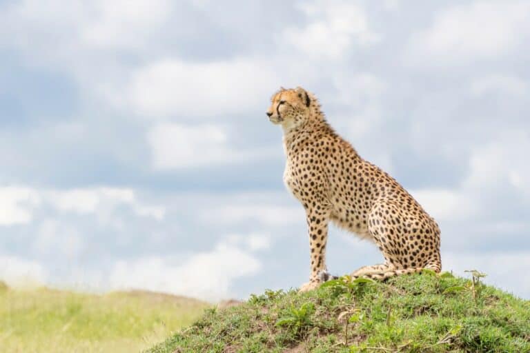 African Cats (List of Wild Cats in Africa) | Ultimate Kilimanjaro