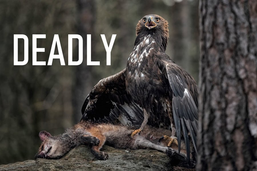 The World's 10 Largest Birds of Prey (Deadly) | Ultimate Kilimanjaro