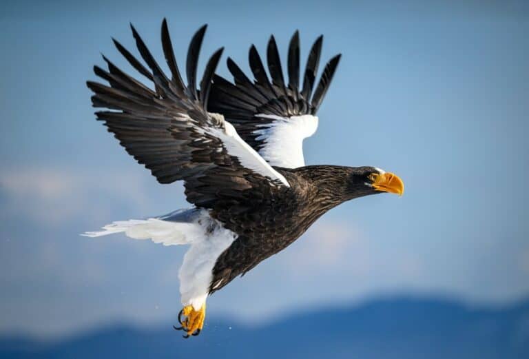 The World's 10 Largest Birds of Prey (Deadly) | Ultimate Kilimanjaro