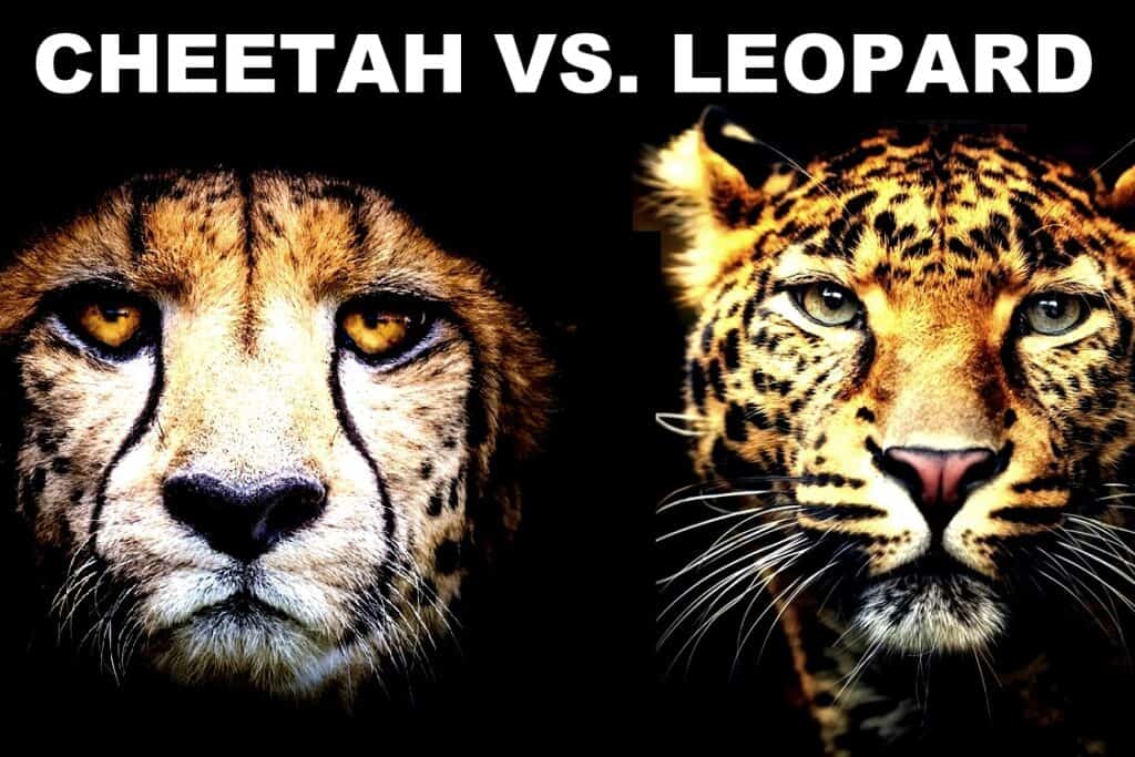 Cheetah vs. Leopard: What’s the Difference? | Ultimate Kilimanjaro