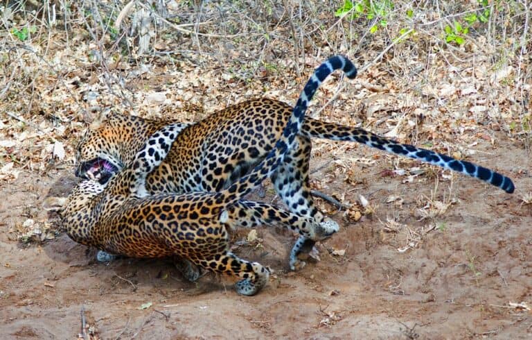 Cheetah vs. Leopard: What’s the Difference? | Ultimate Kilimanjaro