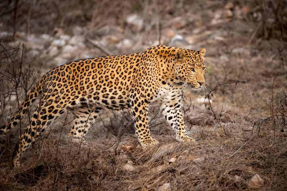 Cheetah vs. Leopard: What’s the Difference? | Ultimate Kilimanjaro