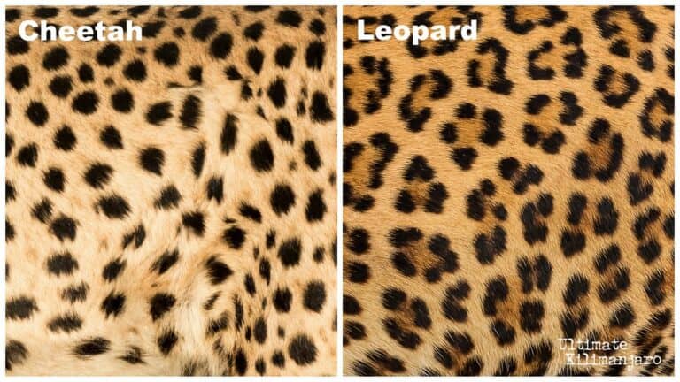 Cheetah vs. Leopard: What’s the Difference? | Ultimate Kilimanjaro