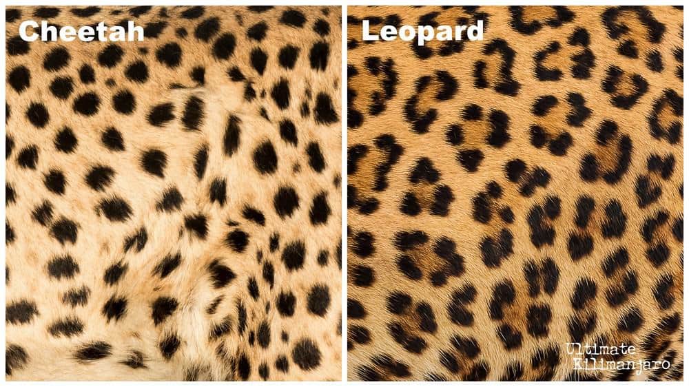 Cheetah vs. Leopard: What’s the Difference? | Ultimate Kilimanjaro