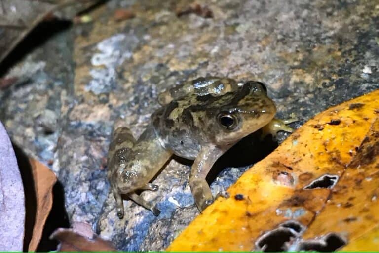 The 25 Most Interesting Extinct Animals (With Photos) | Ultimate ...