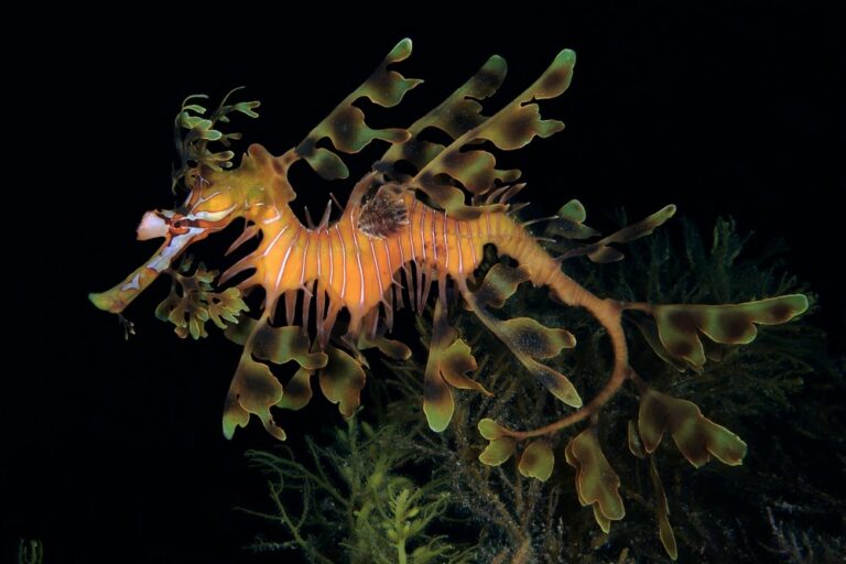 The 21 Weirdest Animals in the World (With Photos) | Ultimate Kilimanjaro