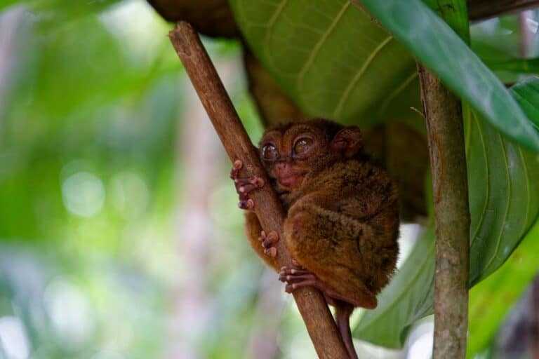 The 21 Weirdest Animals in the World (With Photos) | Ultimate Kilimanjaro