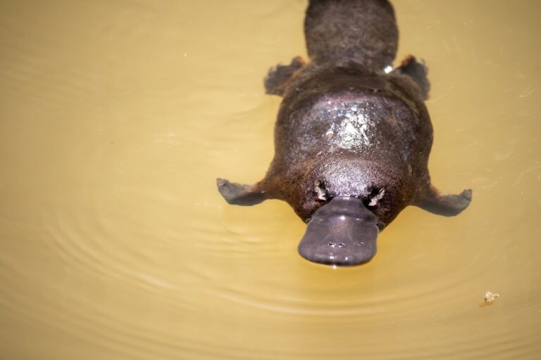 The 21 Weirdest Animals in the World (With Photos) | Ultimate Kilimanjaro