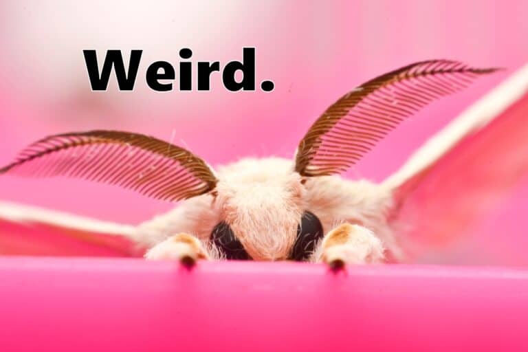 The 21 Weirdest Animals in the World (With Photos) | Ultimate Kilimanjaro