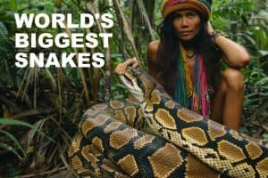 The 10 Biggest Snakes in the World | Ultimate Kilimanjaro