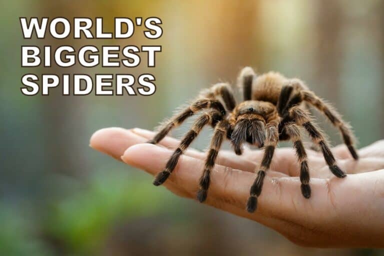 The 15 Biggest Spiders in the World (Photos) | Ultimate Kilimanjaro