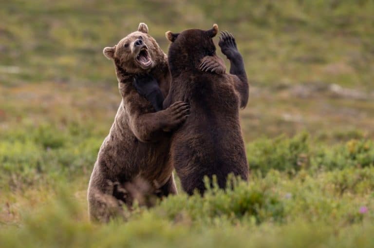 How Strong is a Grizzly Bear? | Ultimate Kilimanjaro
