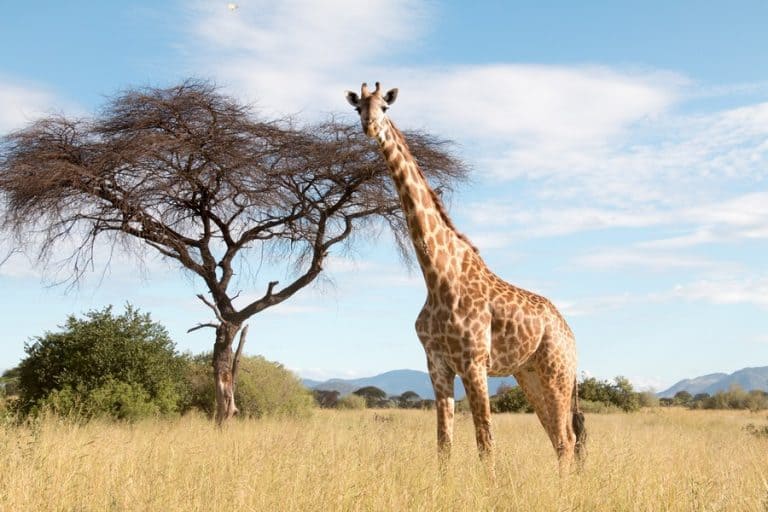 What Sound Does a Giraffe Make? | Ultimate Kilimanjaro
