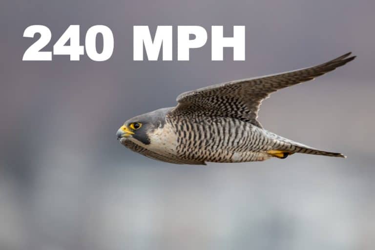 The 15 Fastest Birds in the Sky (Flight Speed) | Ultimate Kilimanjaro