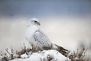 The 15 Fastest Birds in the Sky (Flight Speed) | Ultimate Kilimanjaro