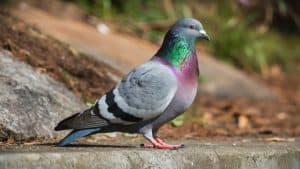 The 15 Fastest Birds in the Sky (Flight Speed) | Ultimate Kilimanjaro