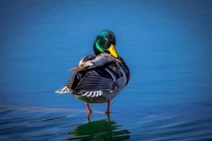 The 15 Fastest Birds in the Sky (Flight Speed) | Ultimate Kilimanjaro