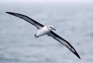 The 15 Fastest Birds in the Sky (Flight Speed) | Ultimate Kilimanjaro