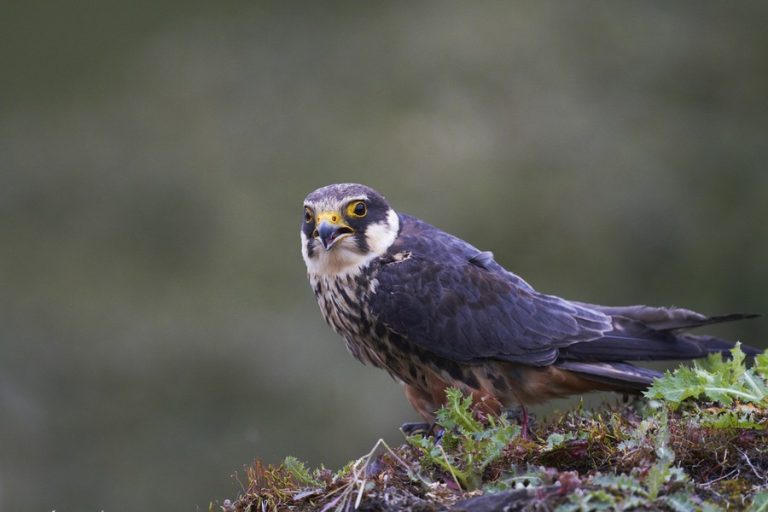 The 15 Fastest Birds in the Sky (Flight Speed) | Ultimate Kilimanjaro