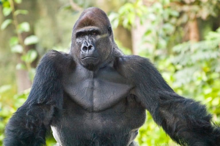 Why Do Gorillas Beat Their Chests? | Ultimate Kilimanjaro