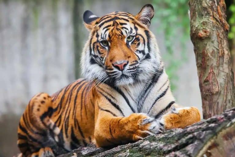 The Different Types of Tigers in the World (With Photos) | Ultimate ...