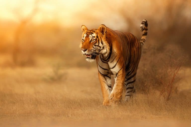 The Different Types of Tigers in the World (With Photos) | Ultimate ...