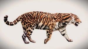 The Different Types of Tigers in the World (With Photos) | Ultimate ...