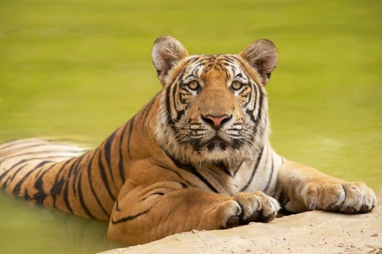 The Different Types of Tigers in the World (With Photos) | Ultimate ...
