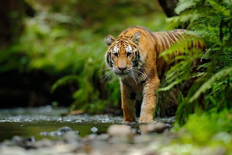 The Different Types of Tigers in the World (With Photos) | Ultimate ...