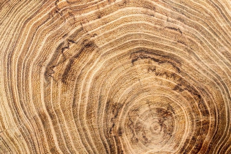 Acacia Trees: Where Do They Grow? | Ultimate Kilimanjaro