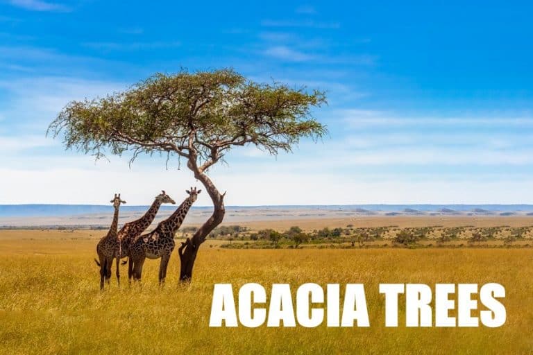 Acacia Trees: Where Do They Grow? | Ultimate Kilimanjaro