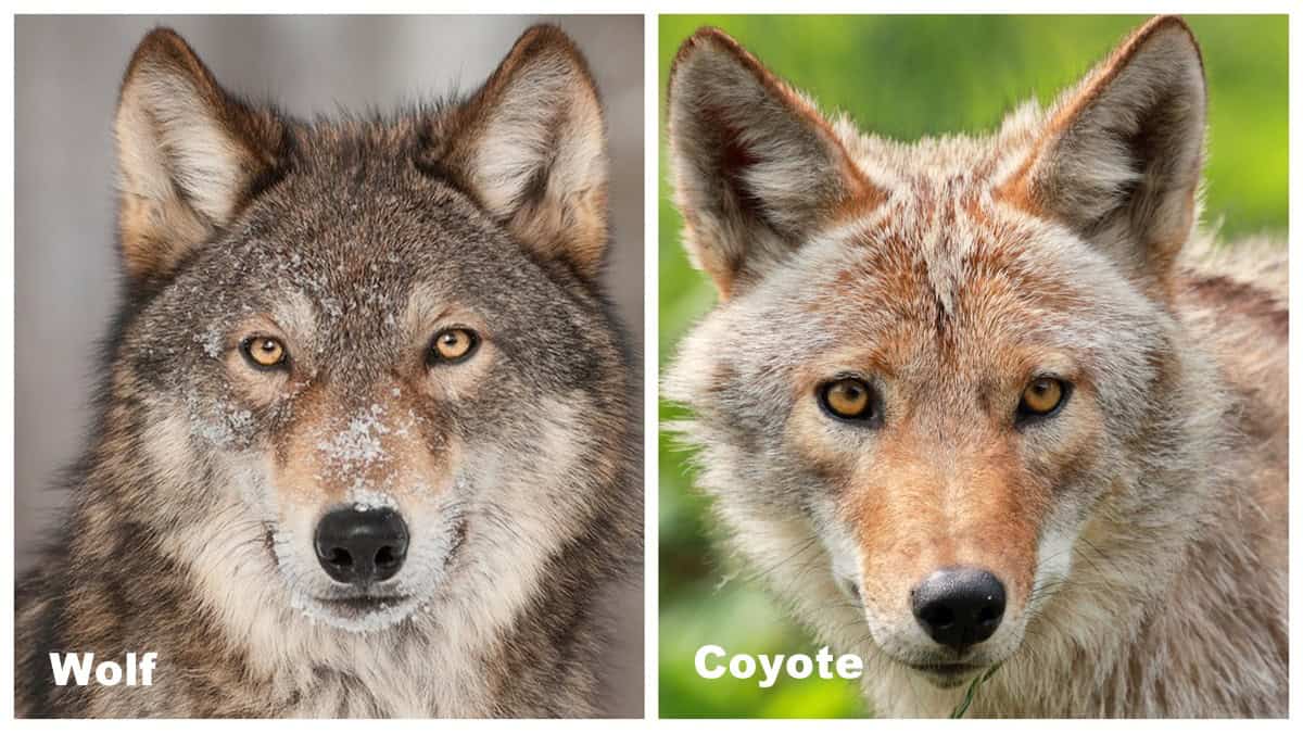 Wolves vs. Coyotes: What’s the Difference? | Ultimate Kilimanjaro