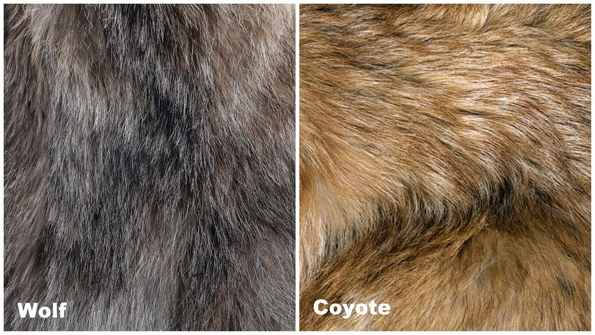 Wolves vs. Coyotes: What’s the Difference? | Ultimate Kilimanjaro