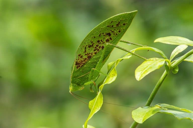 The 25 Best Camouflage in Animals (With Photos) | Ultimate Kilimanjaro