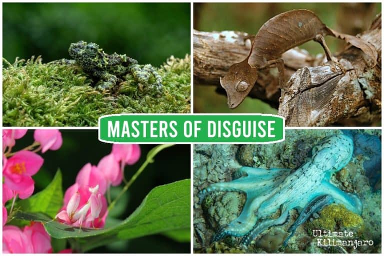 The 25 Best Camouflage in Animals (With Photos) | Ultimate Kilimanjaro