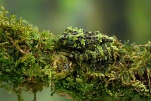 The 25 Best Camouflage in Animals (With Photos) | Ultimate Kilimanjaro