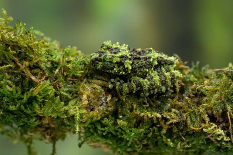 The 25 Best Camouflage in Animals (With Photos) | Ultimate Kilimanjaro