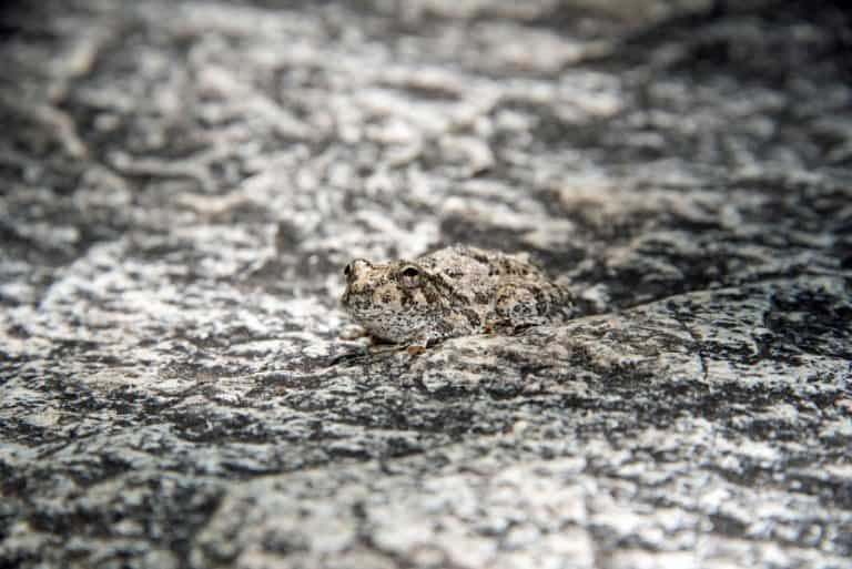 The 25 Best Camouflage in Animals (With Photos) | Biolife.earth