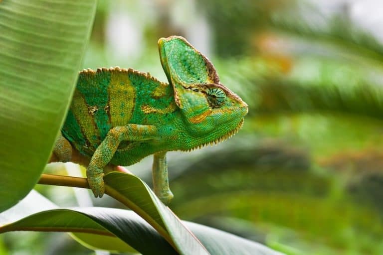 The 25 Best Camouflage in Animals (With Photos) | Ultimate Kilimanjaro