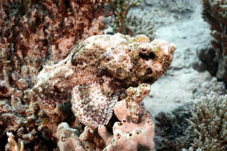 The 25 Best Camouflage in Animals (With Photos) | Ultimate Kilimanjaro