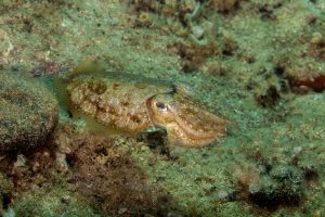 The 25 Best Camouflage in Animals (With Photos) | Ultimate Kilimanjaro