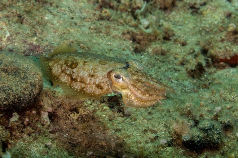 The 25 Best Camouflage in Animals (With Photos) | Ultimate Kilimanjaro