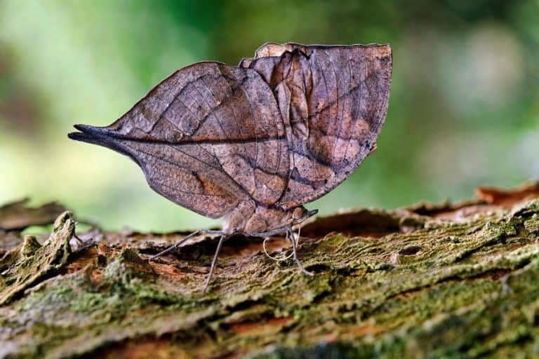 The 25 Best Camouflage in Animals (With Photos) | Biolife.earth