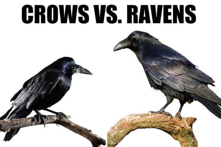 Crows vs. Ravens: What’s the Difference? | Ultimate Kilimanjaro