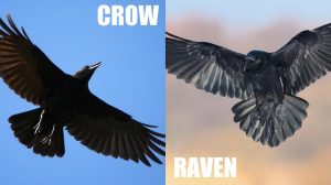 Crows vs. Ravens: What’s the Difference? | Ultimate Kilimanjaro