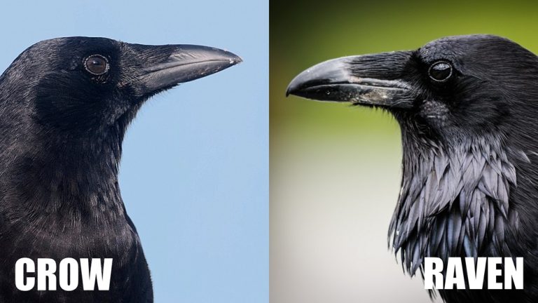 Crows vs. Ravens: What’s the Difference? | Ultimate Kilimanjaro
