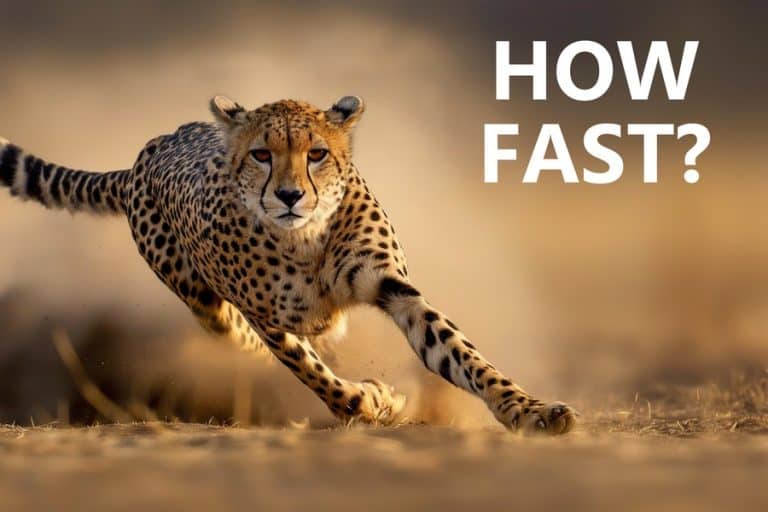 How Fast is a Cheetah? | Ultimate Kilimanjaro