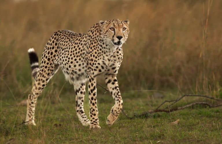 How Fast is a Cheetah? | Ultimate Kilimanjaro